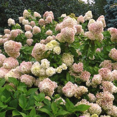 little lamb hydrangea