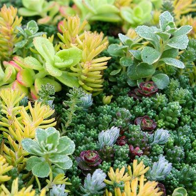 sedum thunderhead uk