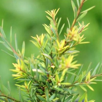 Podocarpus 'Flame'