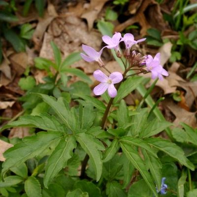pink cardamine