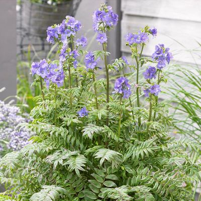polemonium bressingham purple problems