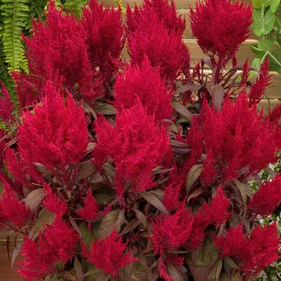 celosia argentea cristata group