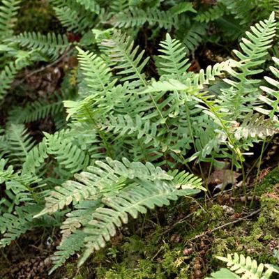 polypodium interjectum cornubiense
