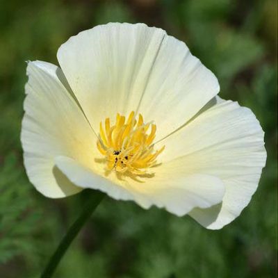 Eschscholzia californica 'Ivory Castle'