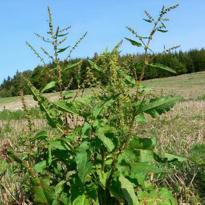 rumex obtusifolius rhs