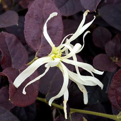 loropetalum ruby chinense