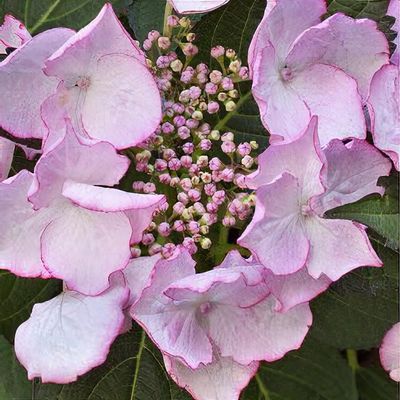 hydrangea sheila