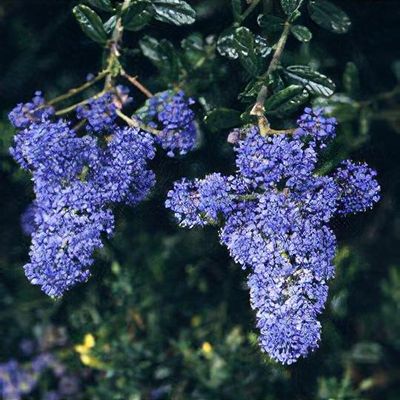 ceanothus x centennial
