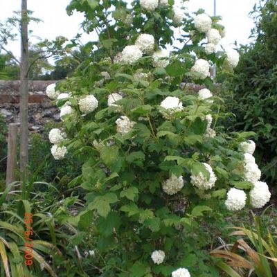 viburnum opulus compacta