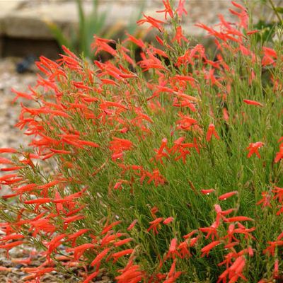 Penstemon pinifolius 'Wisley Flame'