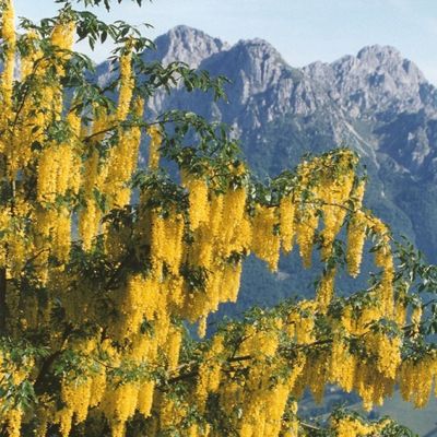 dwarf laburnum