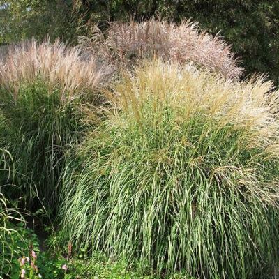 miscanthus sinensis strictus problems