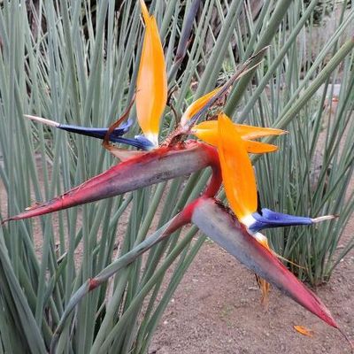 strelitzia juncea nz