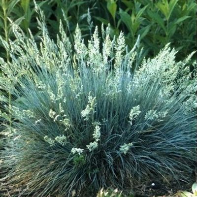 does festuca glauca spread