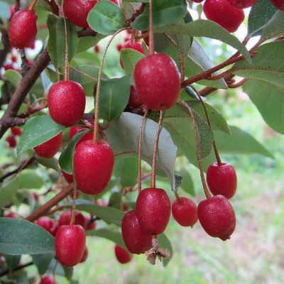elaeagnus multiflora