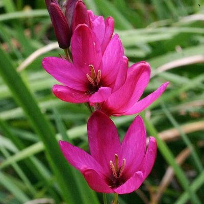 Ixia 'Mabel'