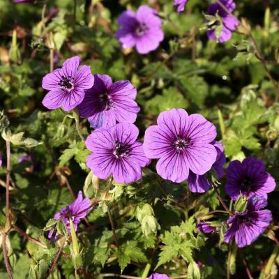 purple geraniums