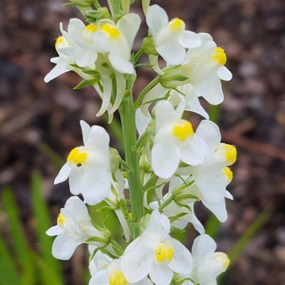 white linaria