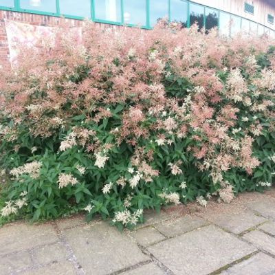 persicaria polymorpha uk
