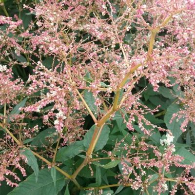 persicaria polymorpha uk