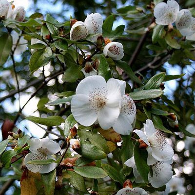 small eucryphia