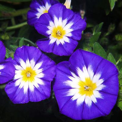 blue convolvulus