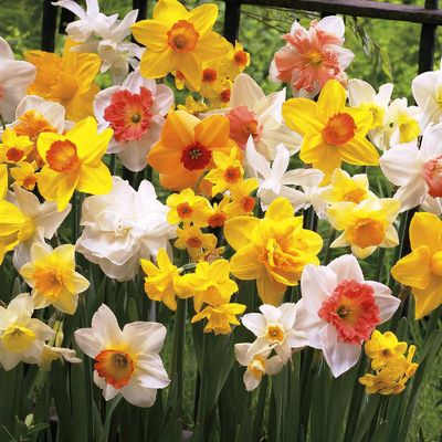 daffodil white marvel