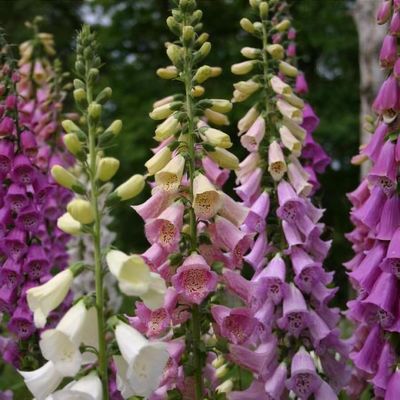 digitalis snow thimble
