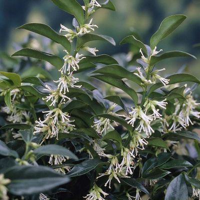 sarcococca pruning in fall