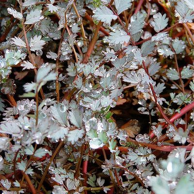 Acaena saccaticupula 'Blue Haze'