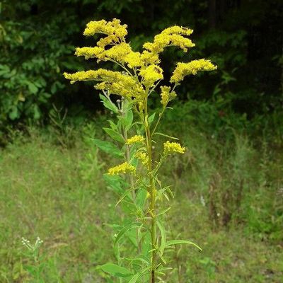 solidago queenie