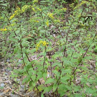solidago queenie