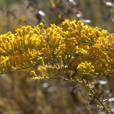 solidago queenie
