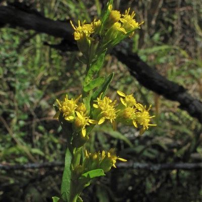solidago queenie