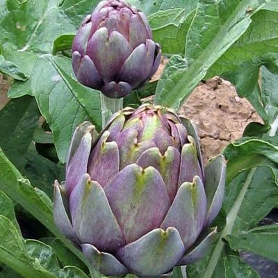 dwarf artichoke