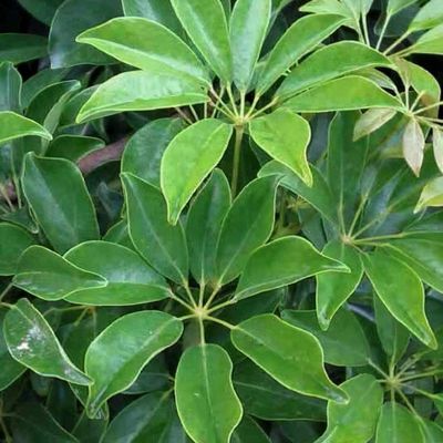 schefflera bodinieri