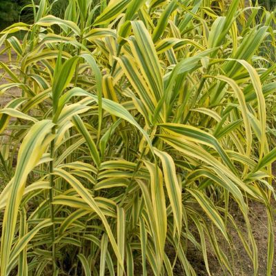 arundo donax rhs