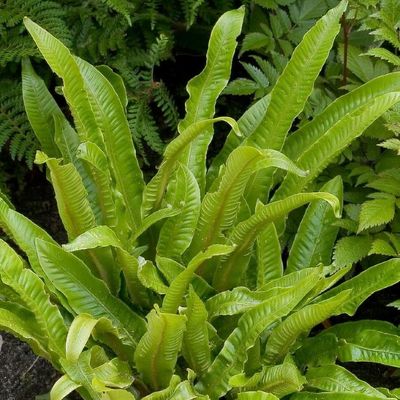 polypodium interjectum cornubiense