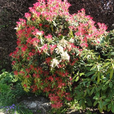 pieris forest flame pruning