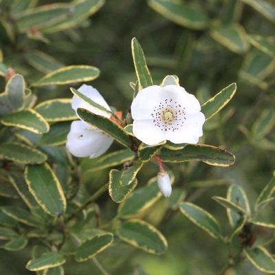 small eucryphia