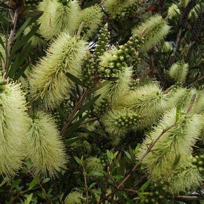callistemon linearis size