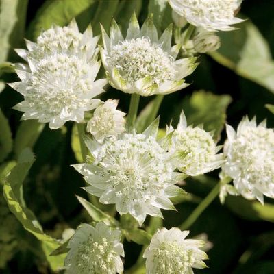 white astrantia