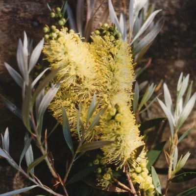 callistemon linearis size