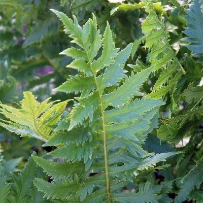 polypodium interjectum cornubiense