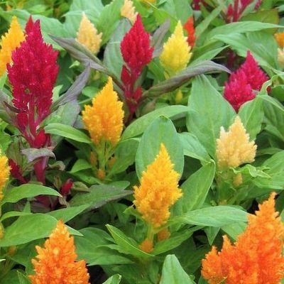 celosia argentea cristata group