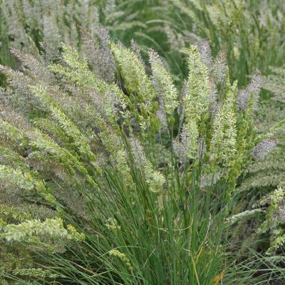 koeleria glauca problems