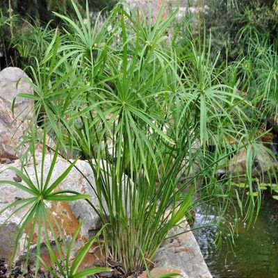 cyperus longus