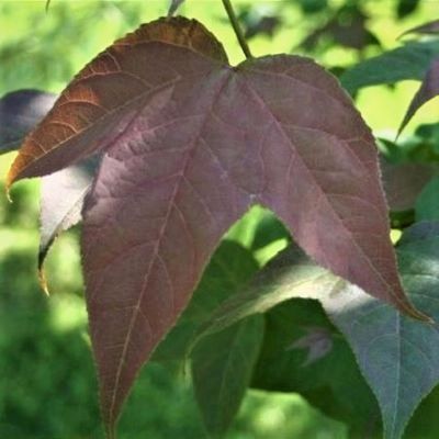 liquidambar styraciflua stared