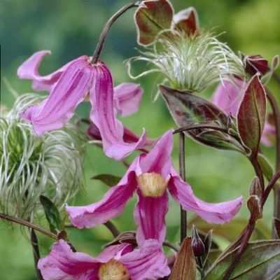 Clematis 'Floris V'