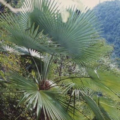 trachycarpus plants